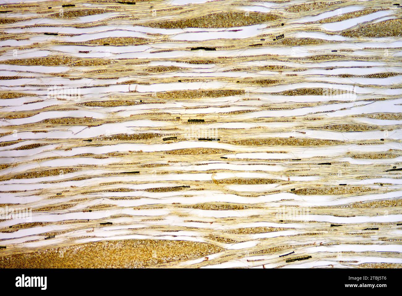 Radial section hi-res stock photography and images - Alamy