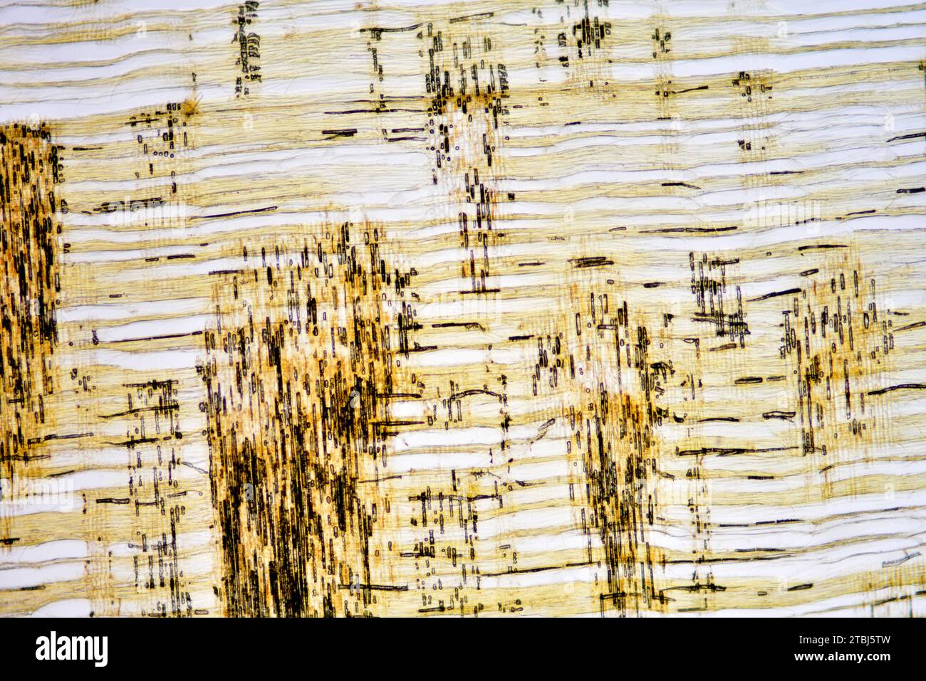 Tangencial section of beech trunk. Optical microscope X40 Stock Photo ...