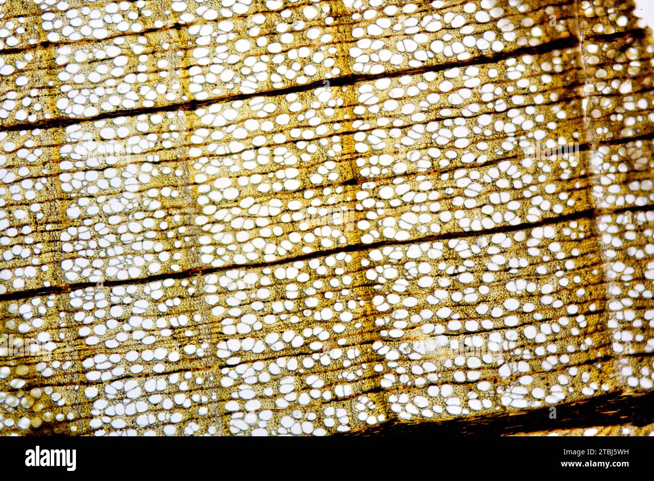 Transversal section of beech trunk. Optical microscope X40 Stock Photo ...