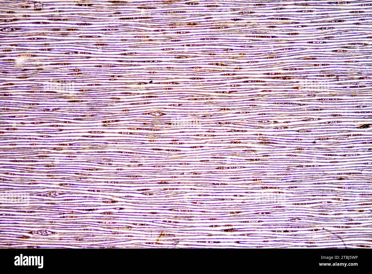 Radial section of pine trunk. Optical microscope X40 Stock Photo - Alamy