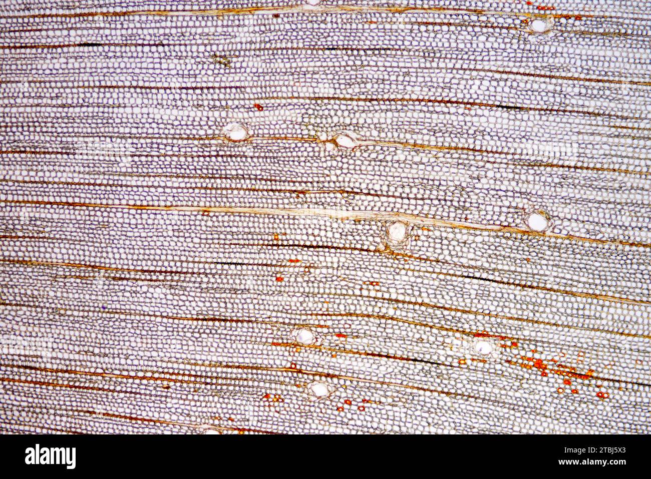 Transversal section of pine trunk. Optical microscope X40 Stock Photo ...