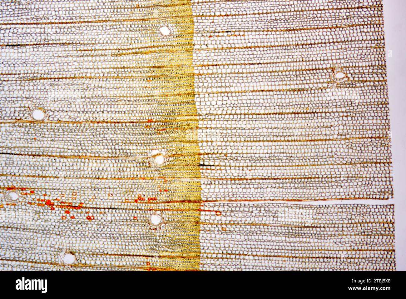 Annual ring microscope hi-res stock photography and images - Alamy