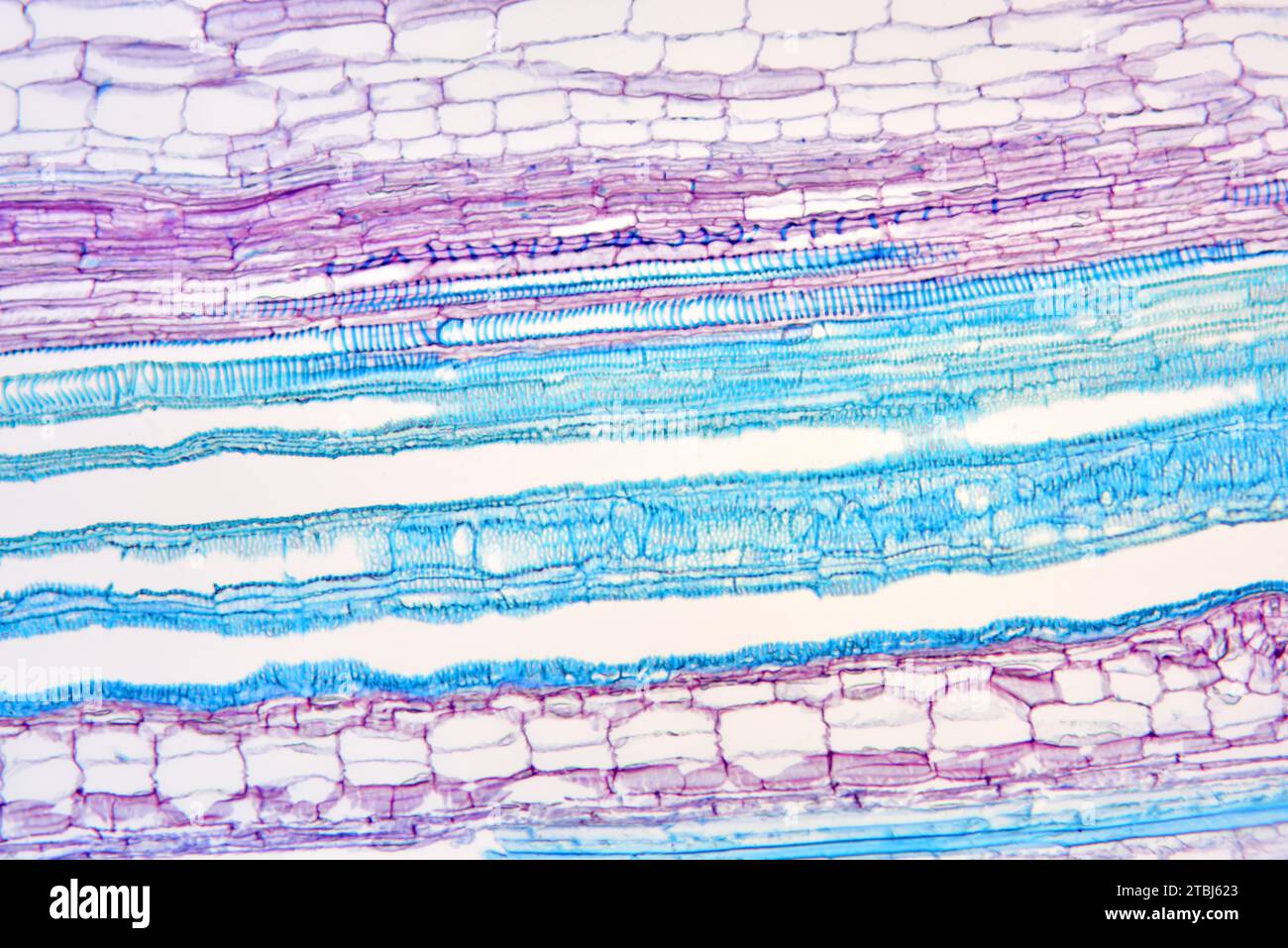 Conducting tissue (Bryonia sp.). Optical microscope X200 Stock Photo ...