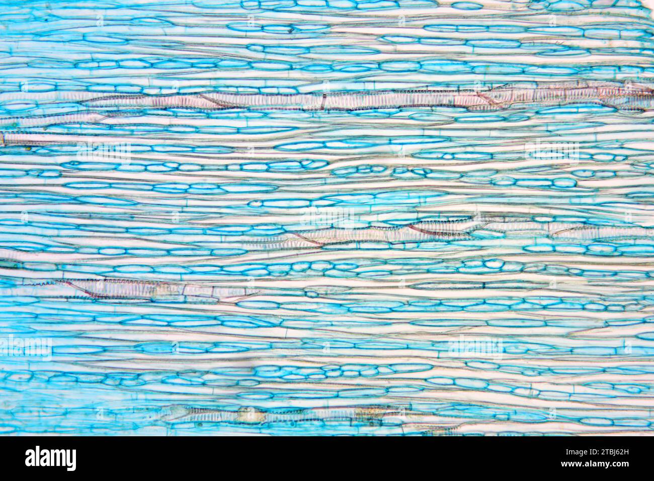 Non articulated laticifers of spurge (Euphorbia sp.). Optical ...