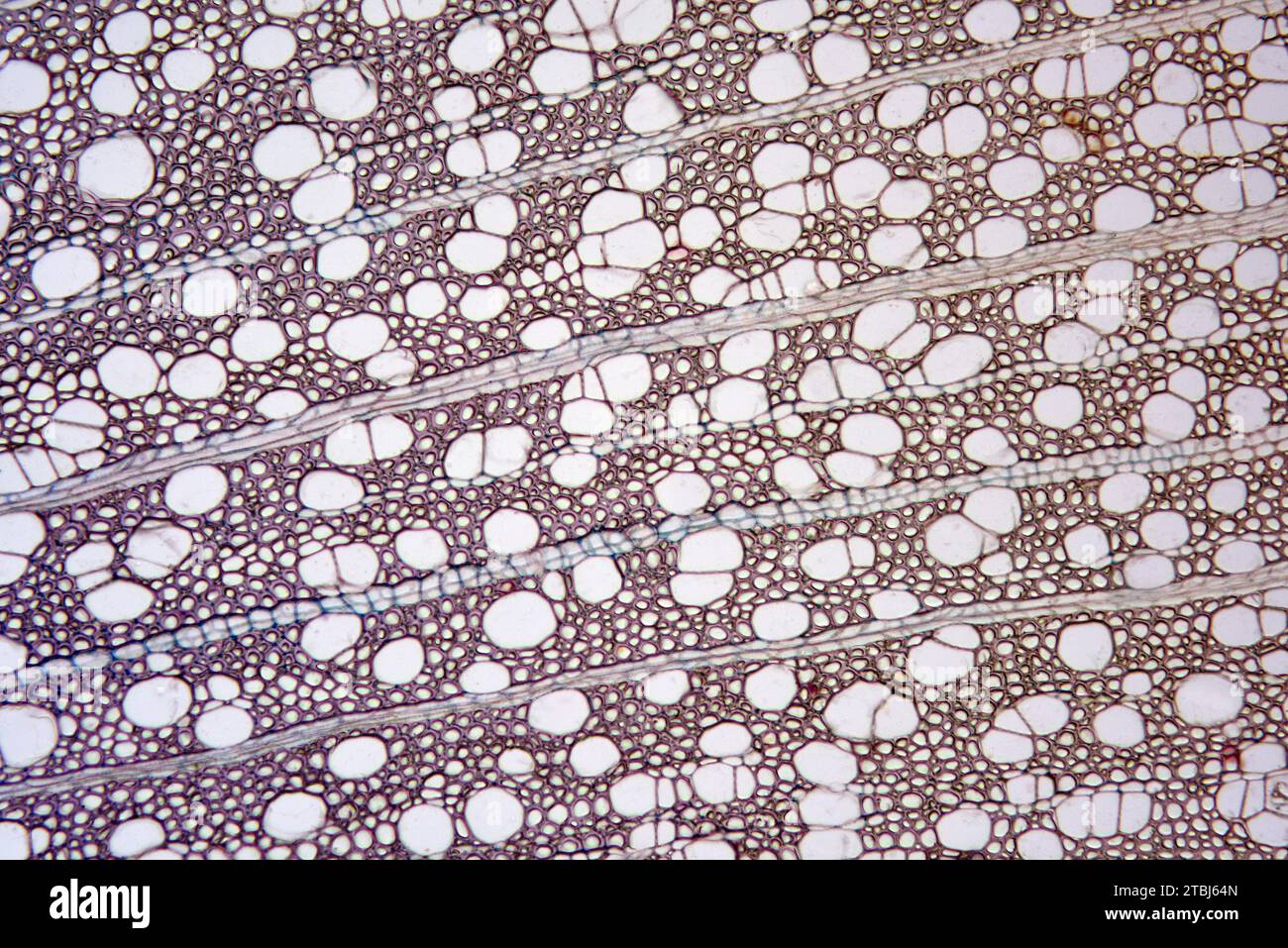 Trunk tree cross section with xylem. Optical microscope X100 Stock ...