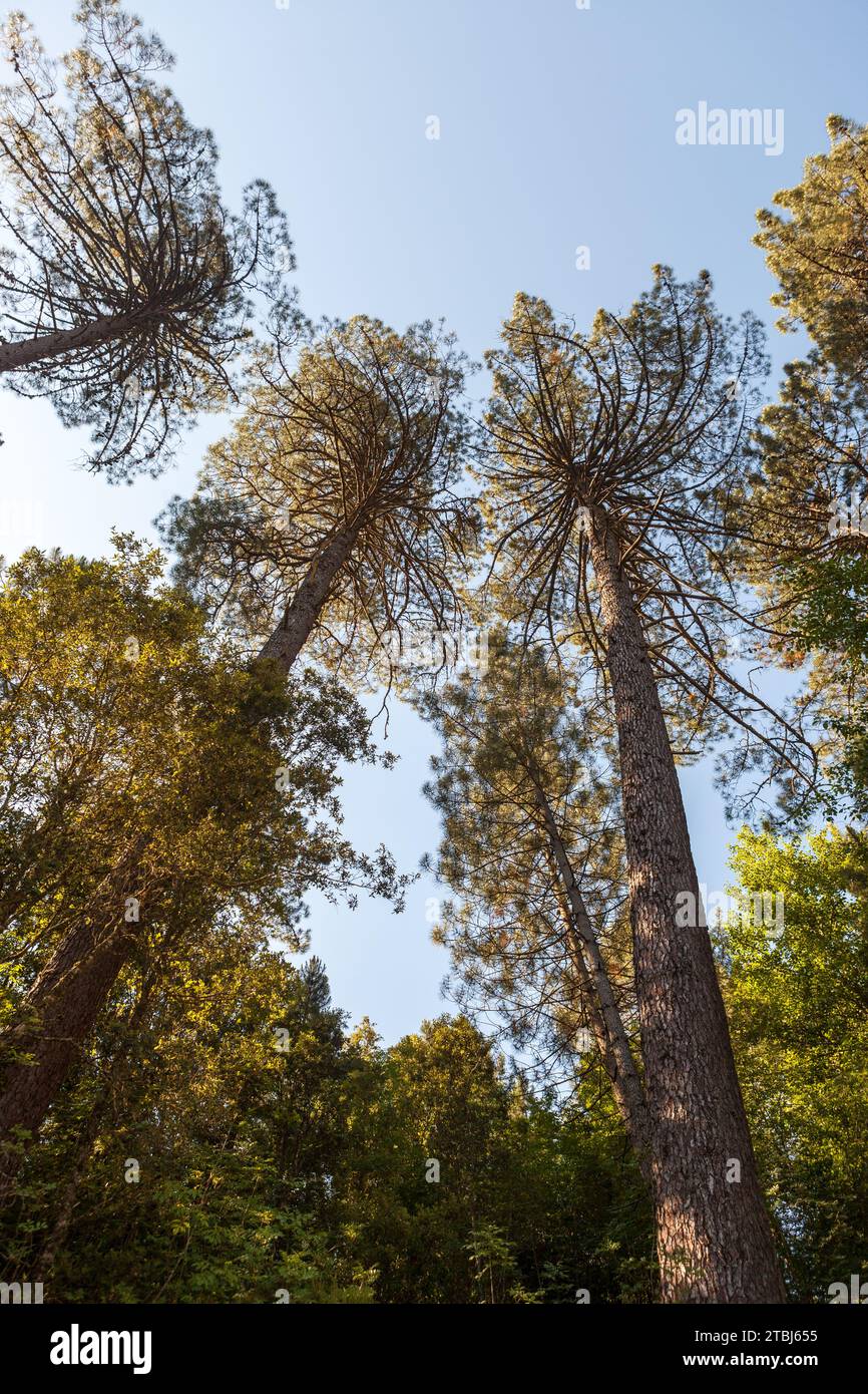 Giant cedars, Corsica, France Stock Photo - Alamy