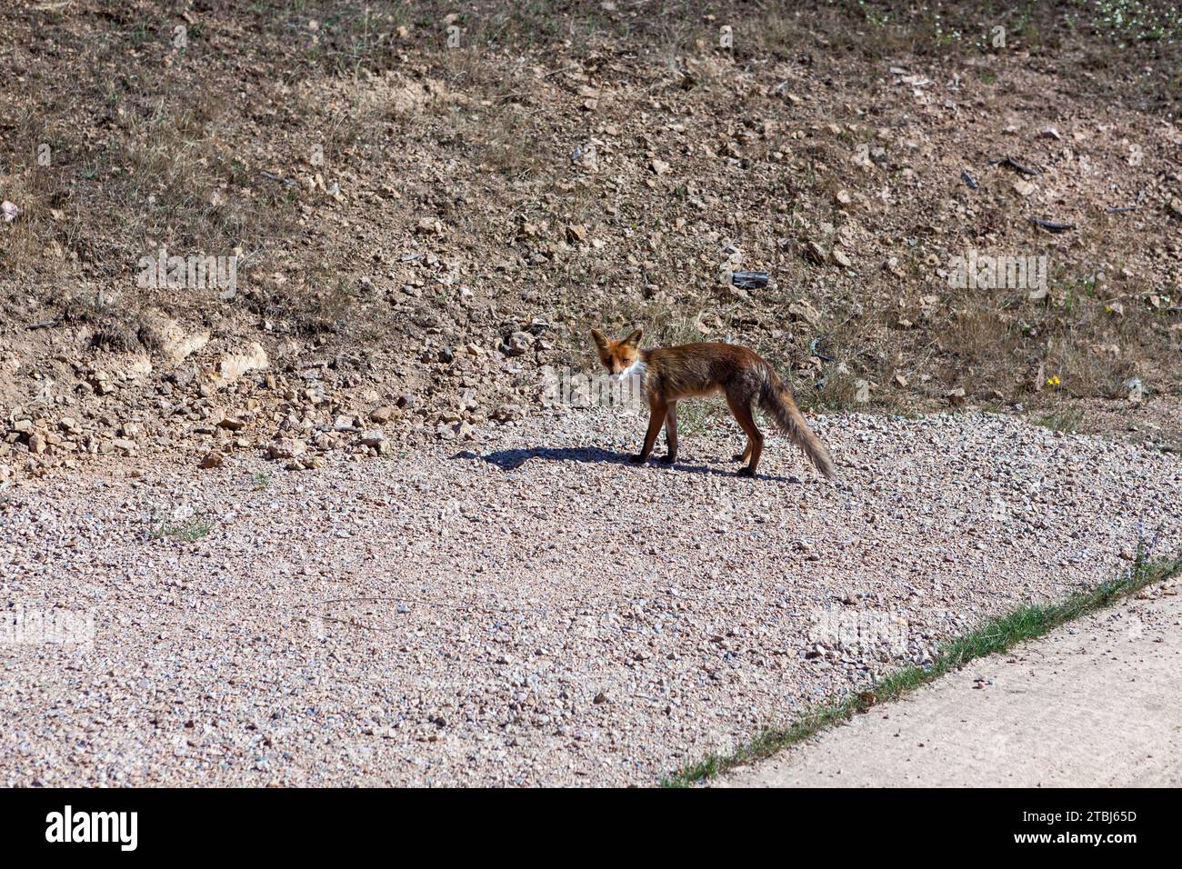Skinny fox hi-res stock photography and images - Alamy