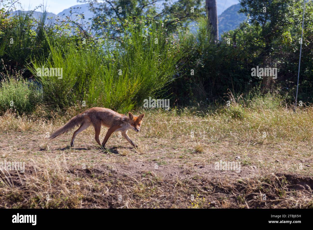 Little skinny fox, Corsica, France Stock Photo - Alamy