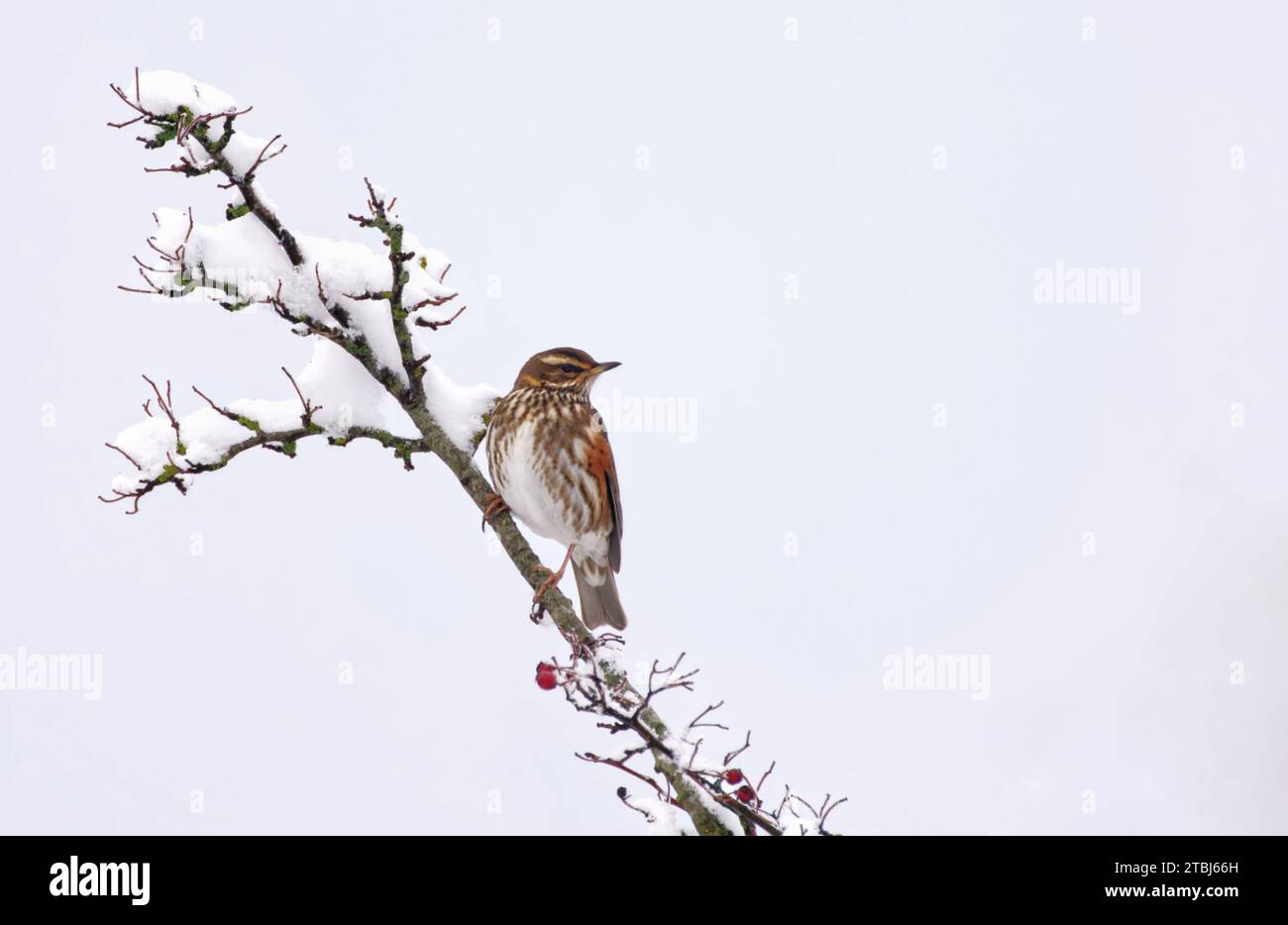 Redwing flight hi-res stock photography and images - Alamy