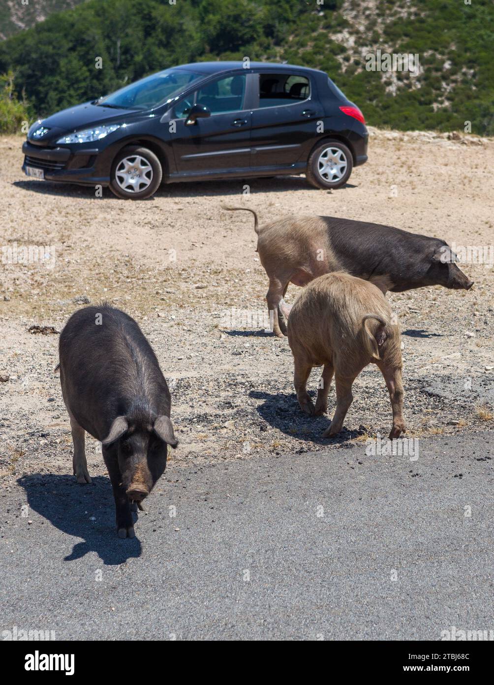 Three Nustrale pigs in front of a blue car. Corsica, France Stock Photo ...