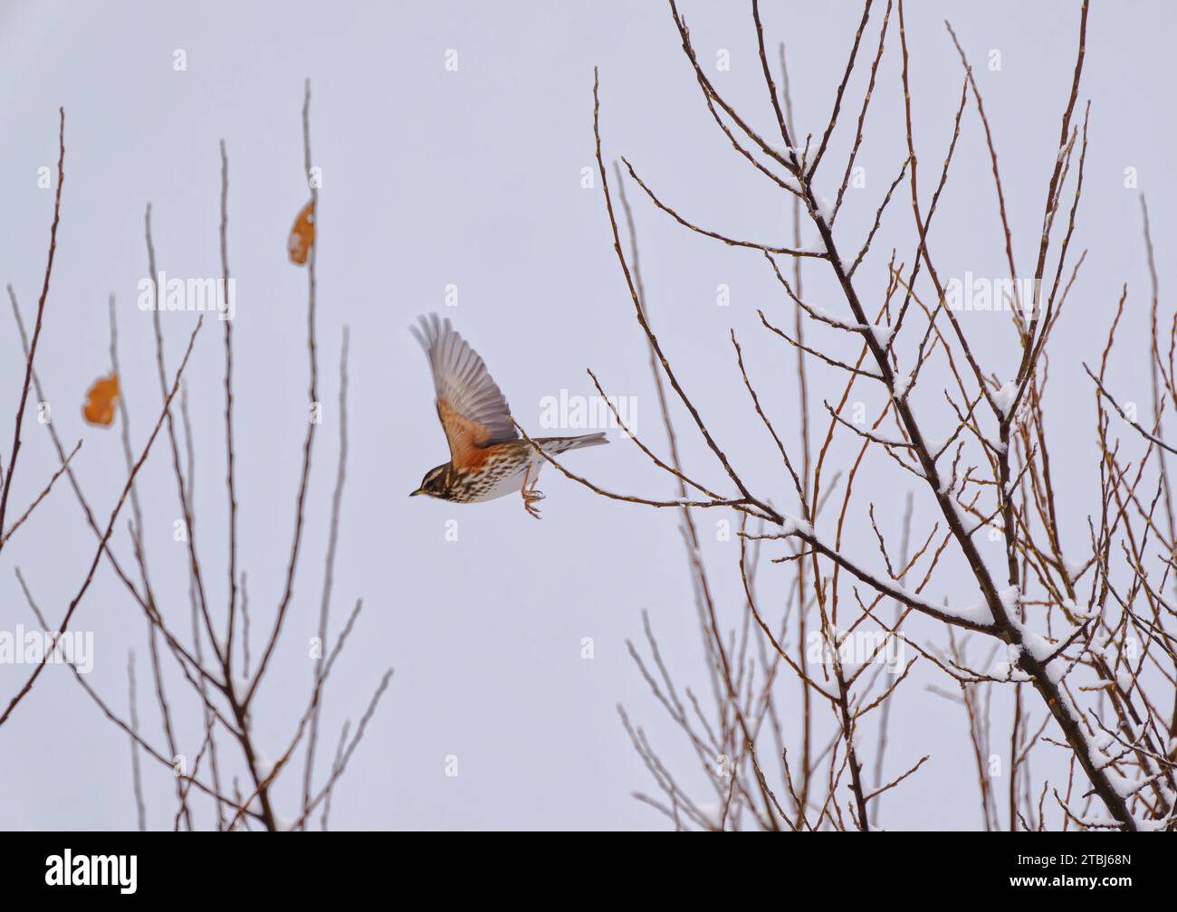 Redwing bird hi-res stock photography and images - Alamy
