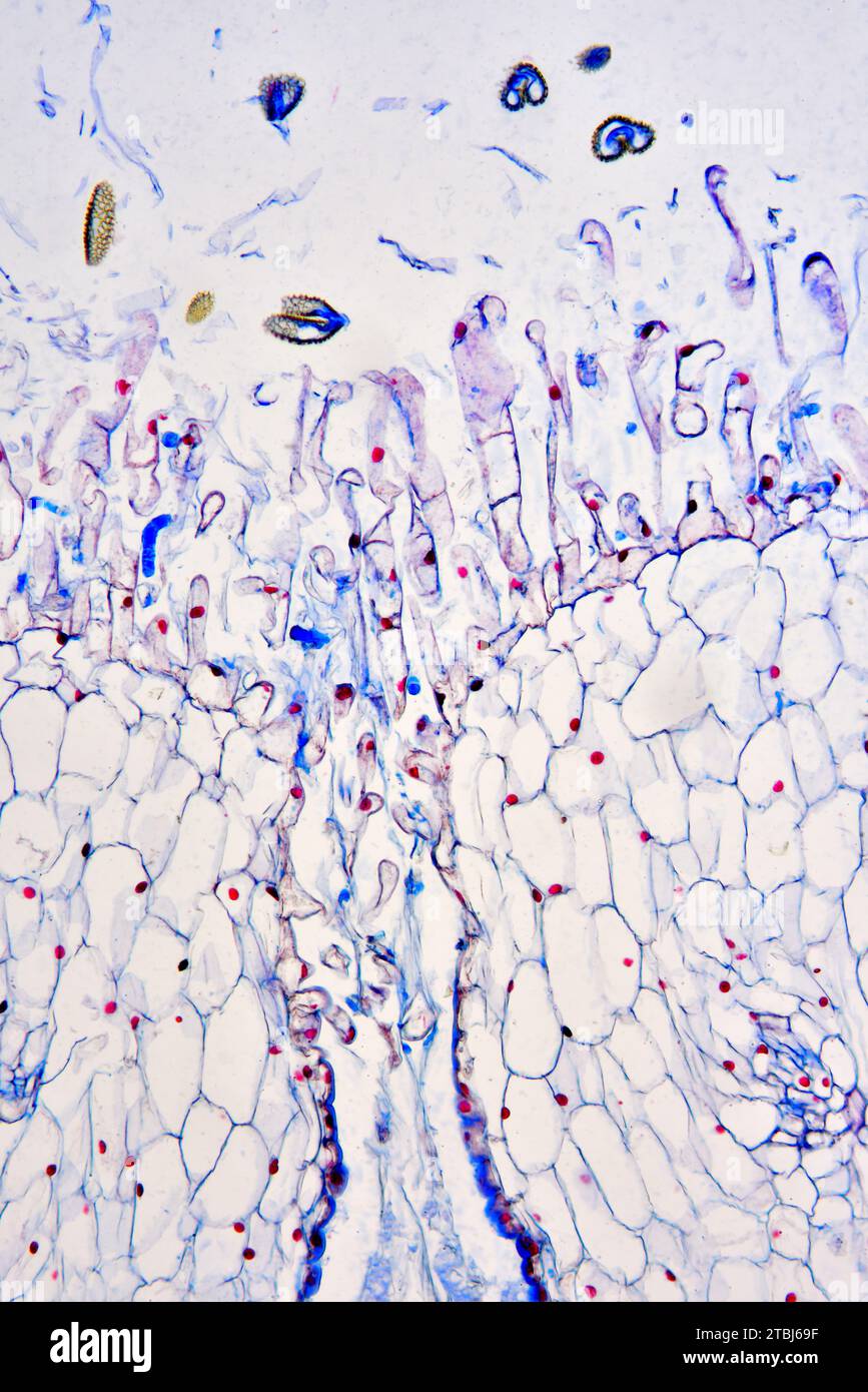 Stigma cells hi-res stock photography and images - Alamy