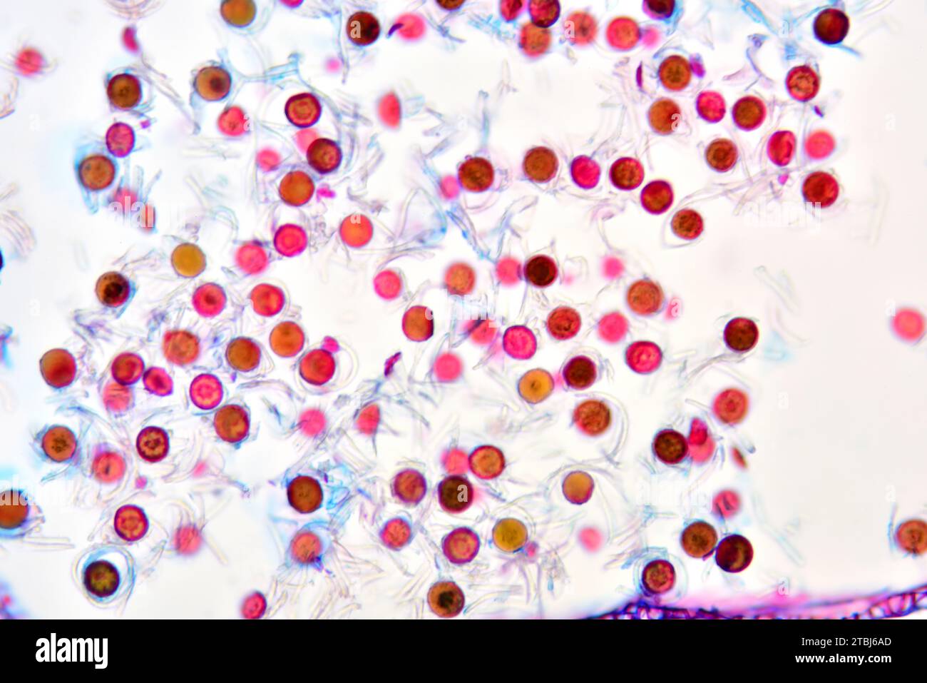 Strobilus of Equisetum sp. with spores. Optical microscope X200 Stock ...