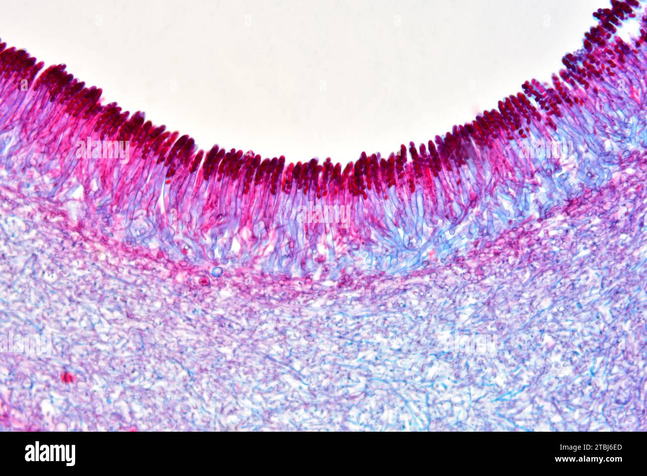 Basidiospores Microscope Basidia Micrograph Hi Res Stock Photography