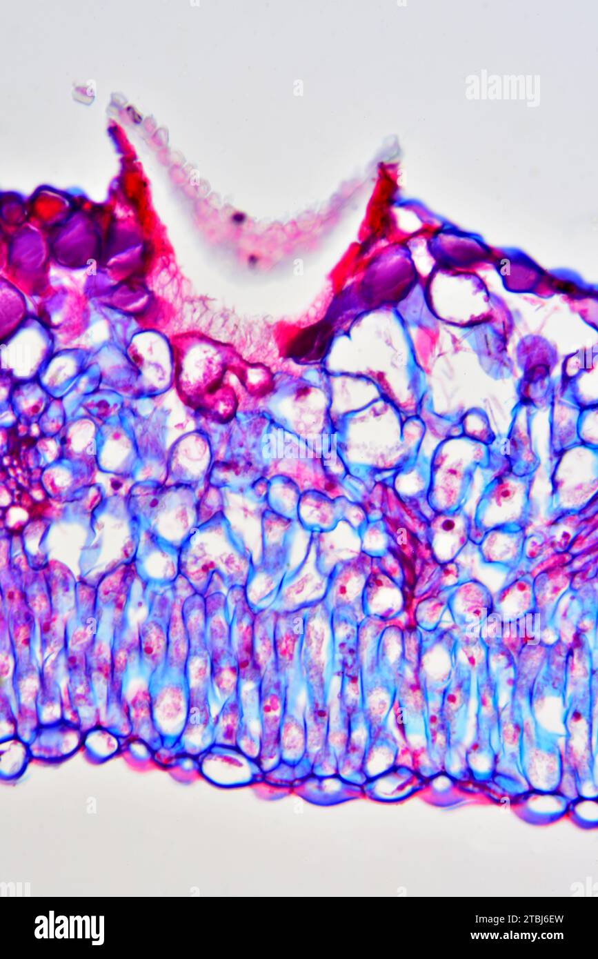 Puccinea graminis hi-res stock photography and images - Alamy