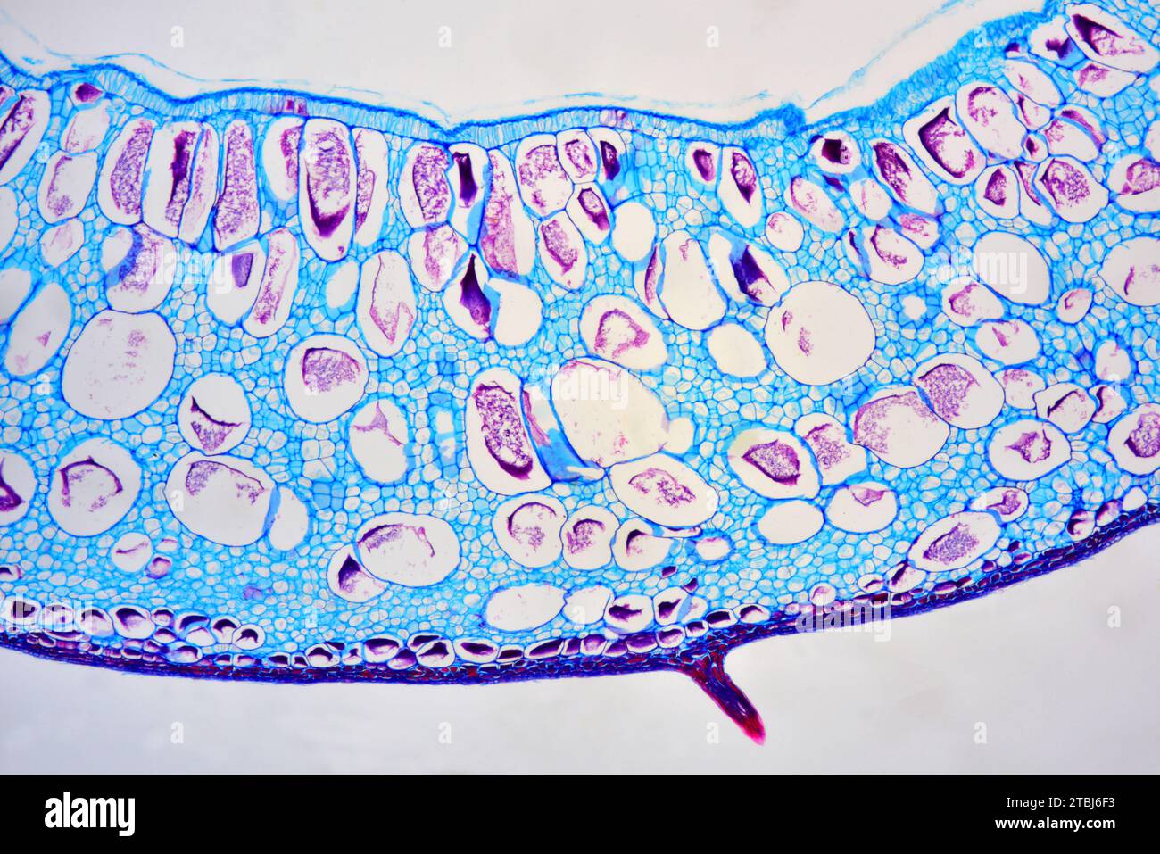 Gooseberry (Ribes sp.) young fruit. Optical microscope X40 Stock Photo ...