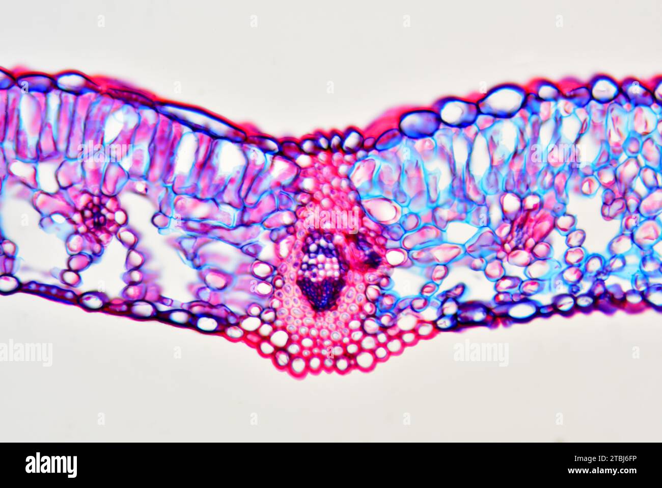 Micrograph leaf cross section hi-res stock photography and images - Alamy