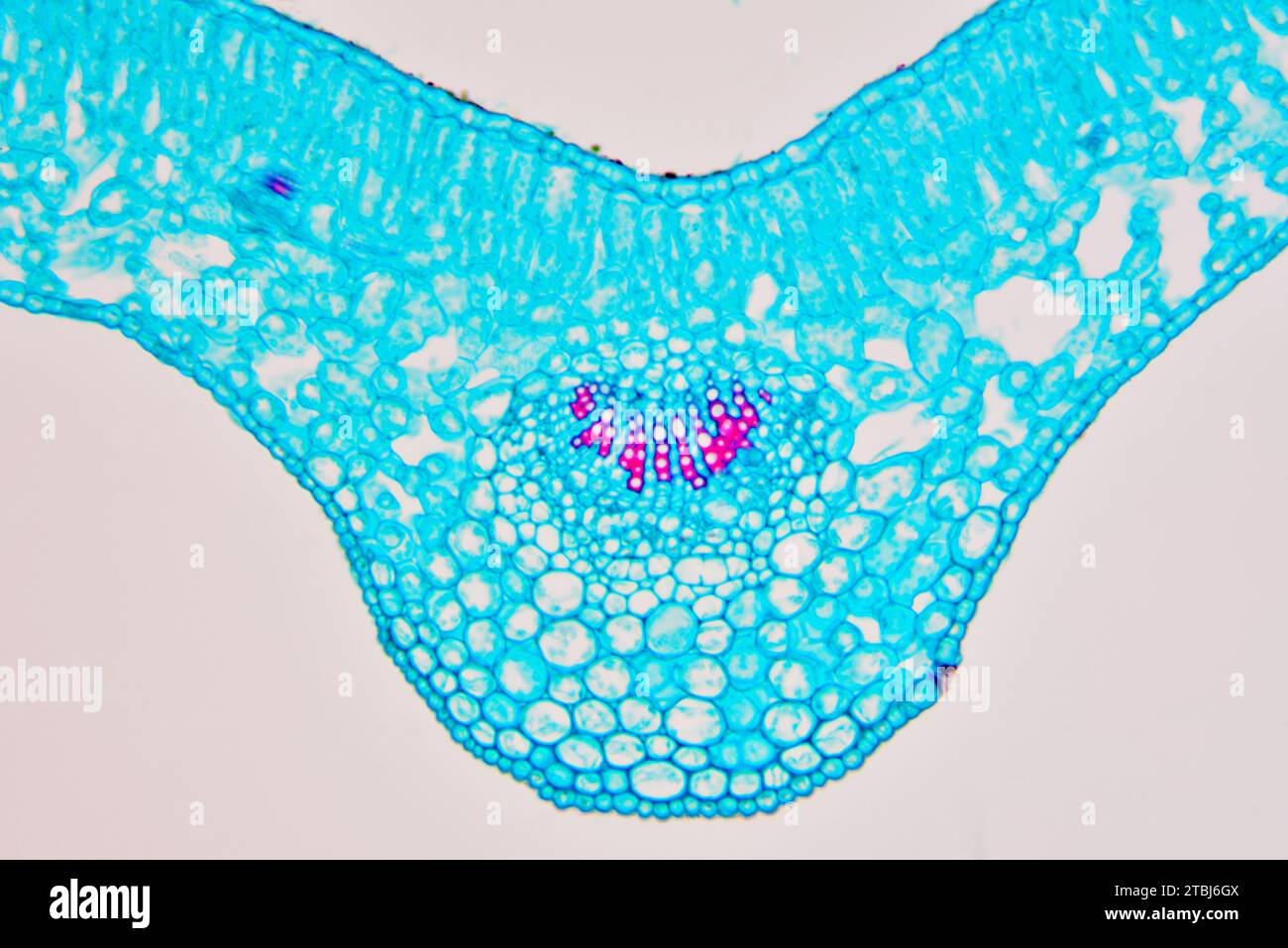 Vascular bundle cross section hi-res stock photography and images - Alamy