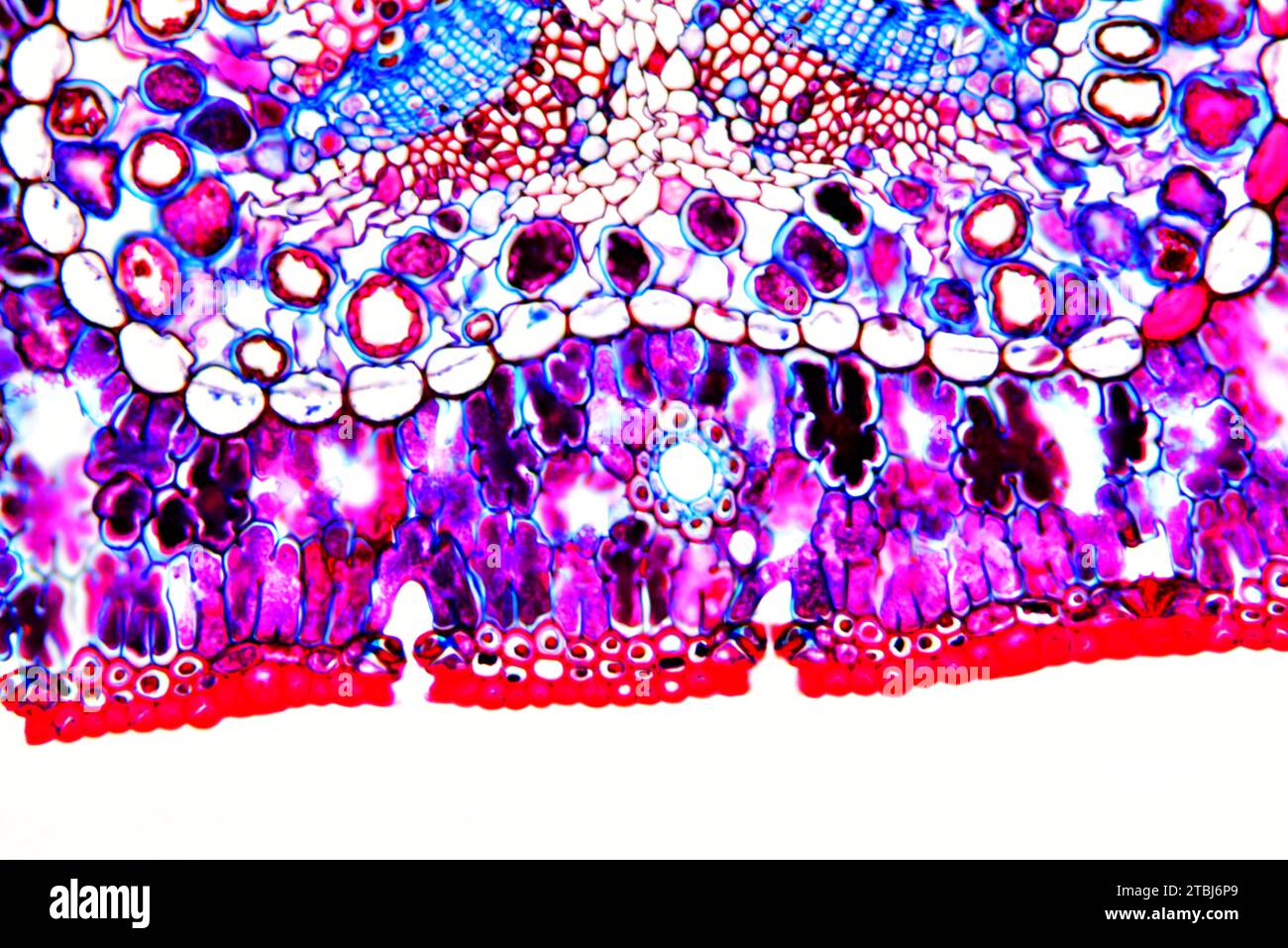 Cross section pinus hi-res stock photography and images - Alamy