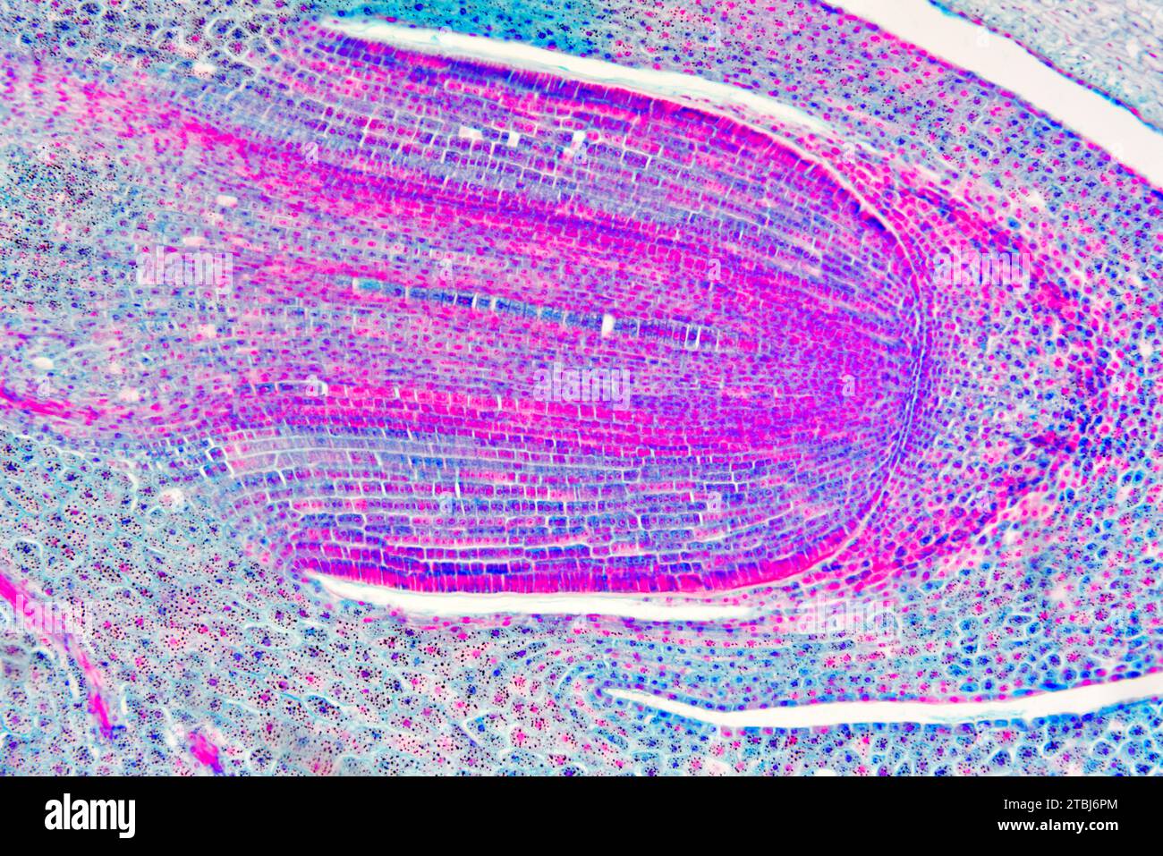 Triticum germ with endosperm. Optical microscope X100 Stock Photo - Alamy