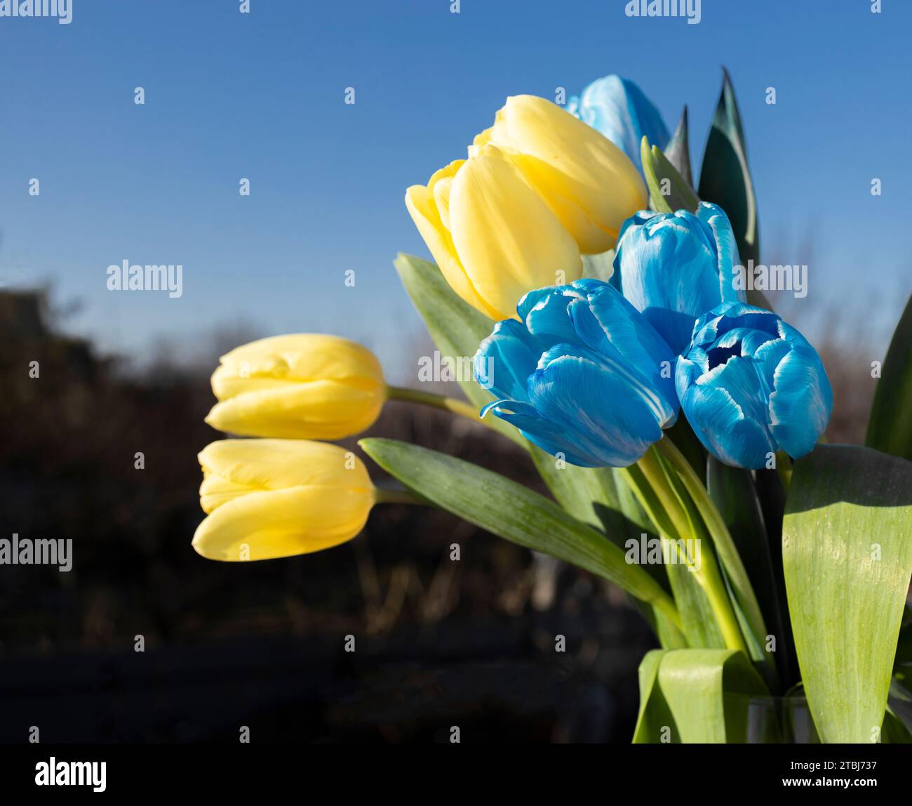 spring delicate tulip flowers in blue and yellow colors of the ...