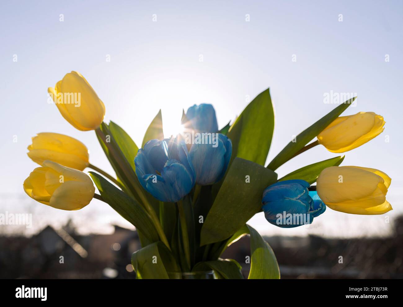 spring delicate flowers of tulips in blue and yellow colors of the ...
