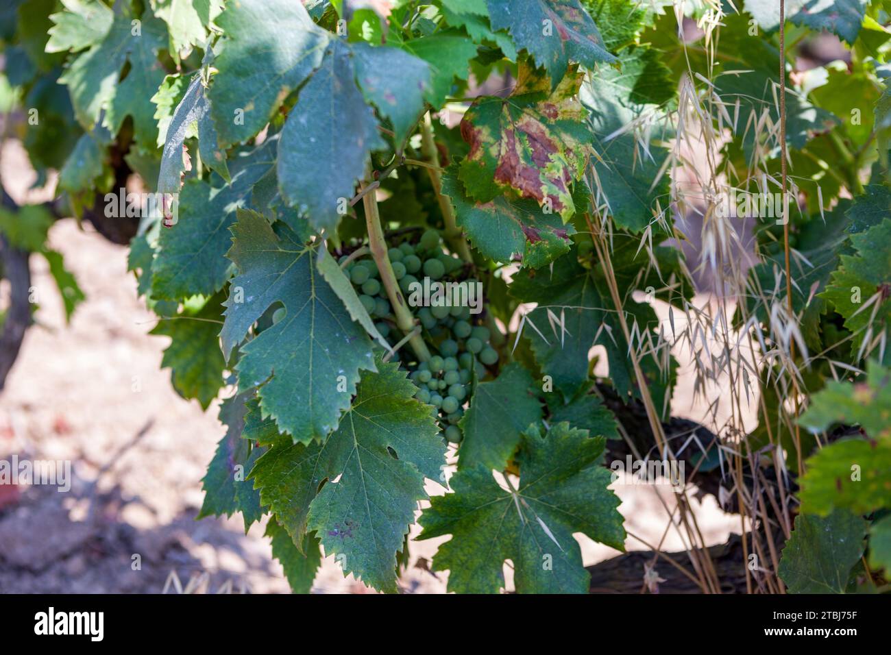 Vineyards at Domaine Pastricciola, 20253 Patrimonio, France Stock Photo ...