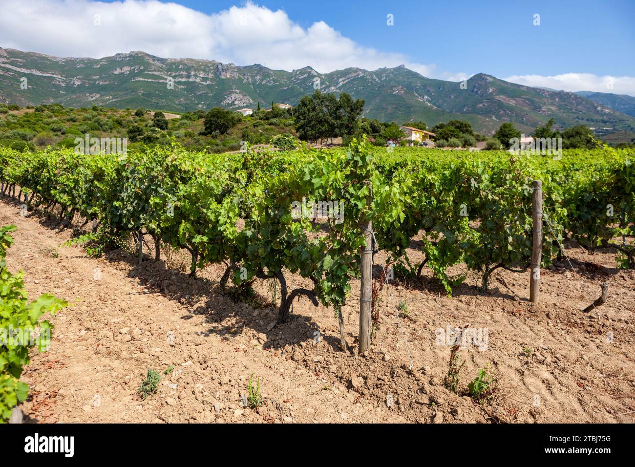 Vineyards at Domaine Pastricciola, 20253 Patrimonio, France Stock Photo ...