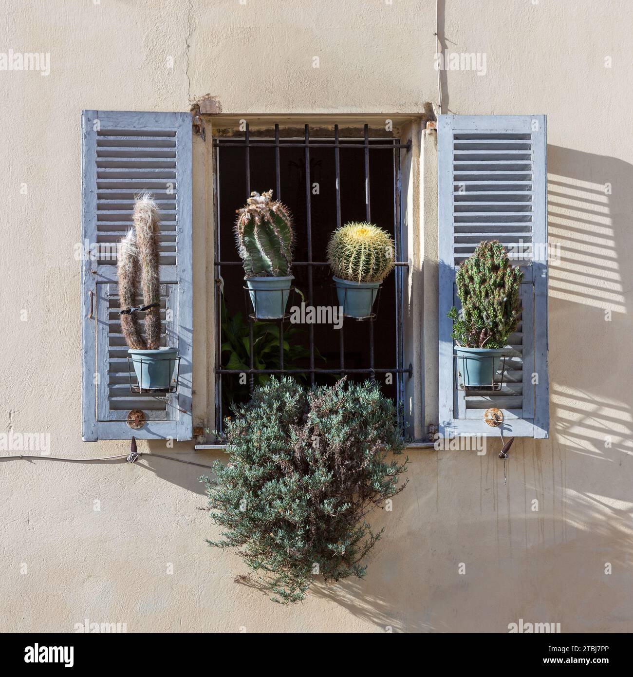 Window decorated with cacti, Nice, France Stock Photo - Alamy