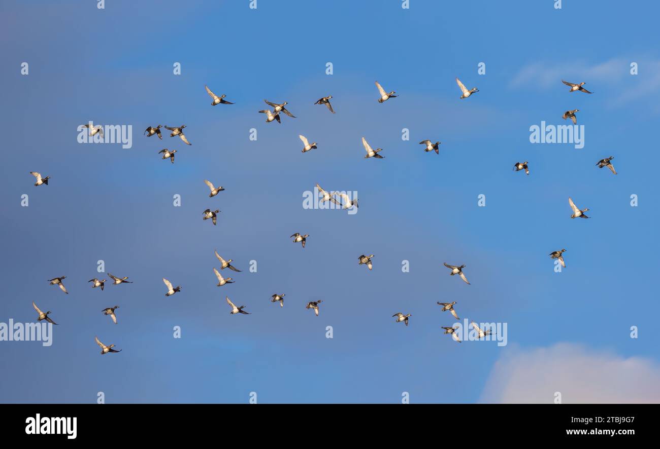 Flock of ring-necked ducks in flight over northern Wisconsin Stock ...