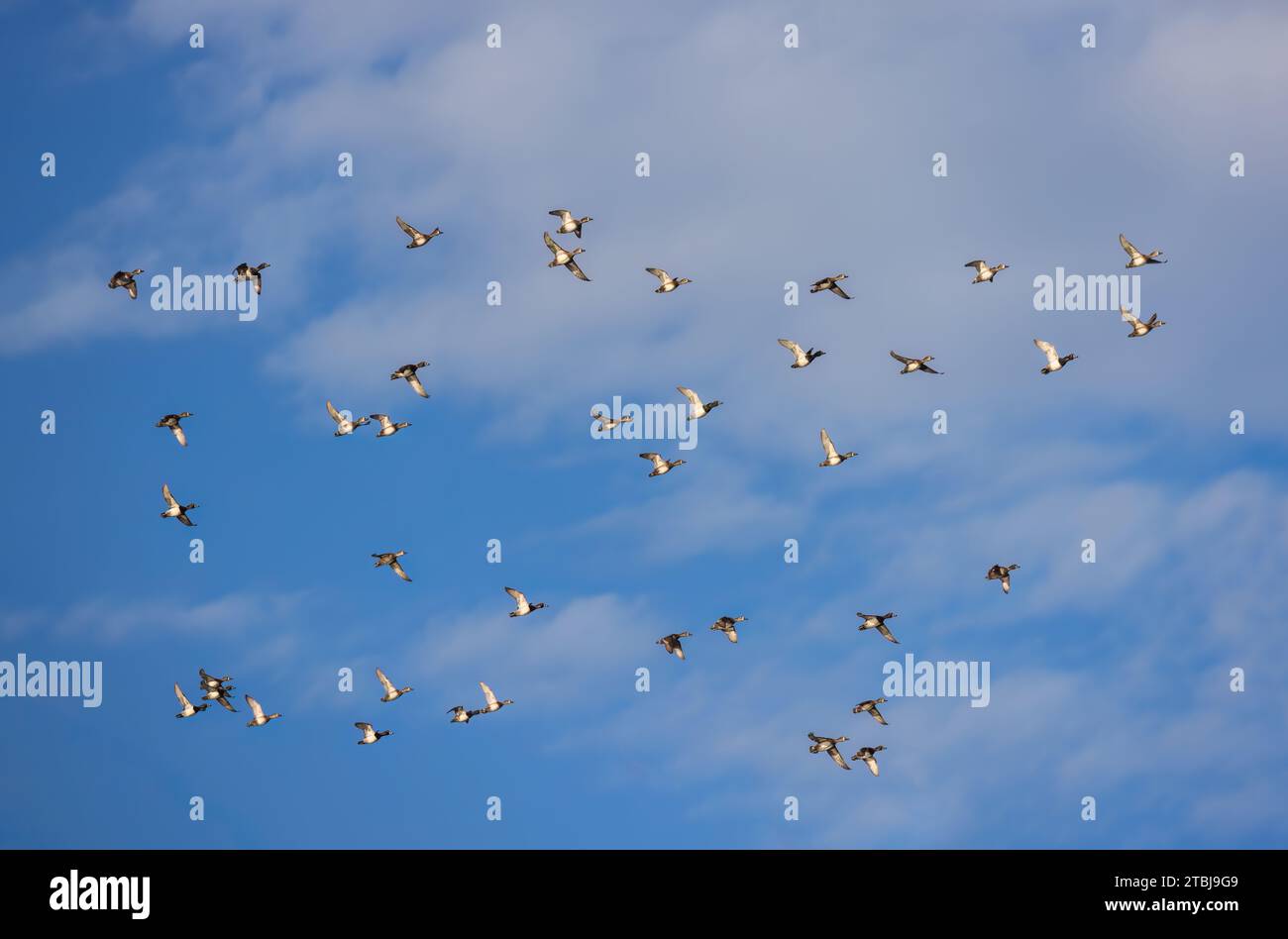 Flock of ring-necked ducks in flight over northern Wisconsin Stock ...