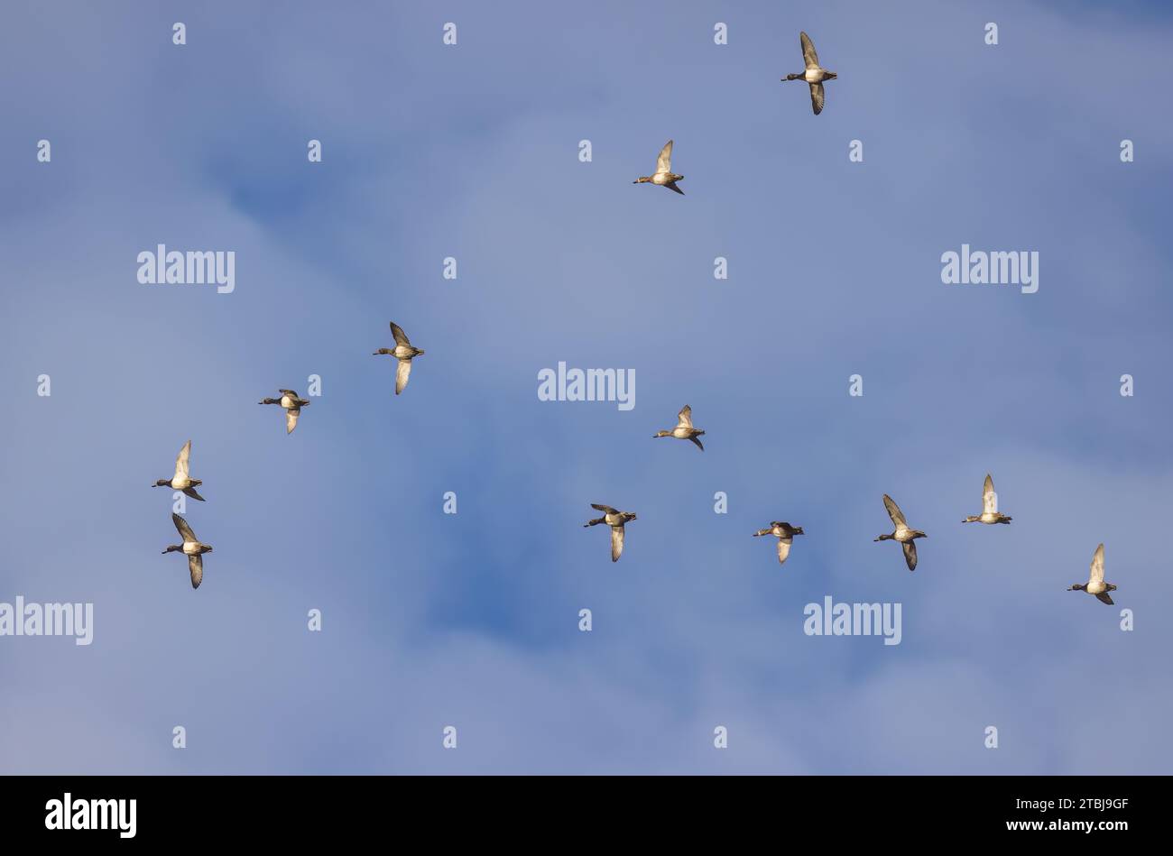 Flock of ring-necked ducks in flight over northern Wisconsin Stock ...