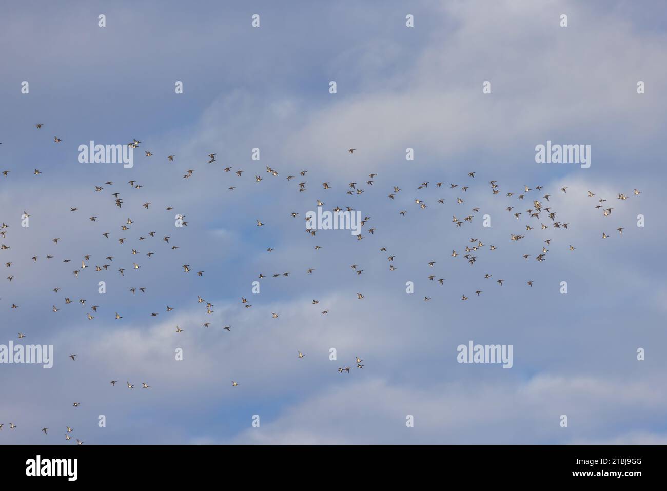 Flock of ring-necked ducks in flight over northern Wisconsin Stock ...