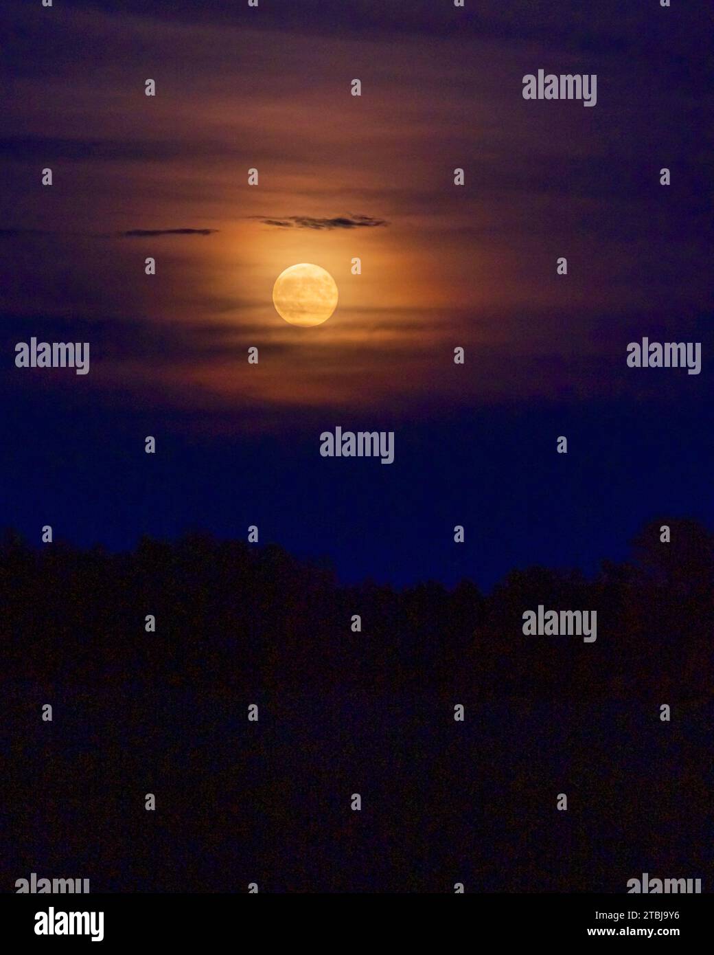 Harvest moon rising in northern Wisconsin Stock Photo - Alamy