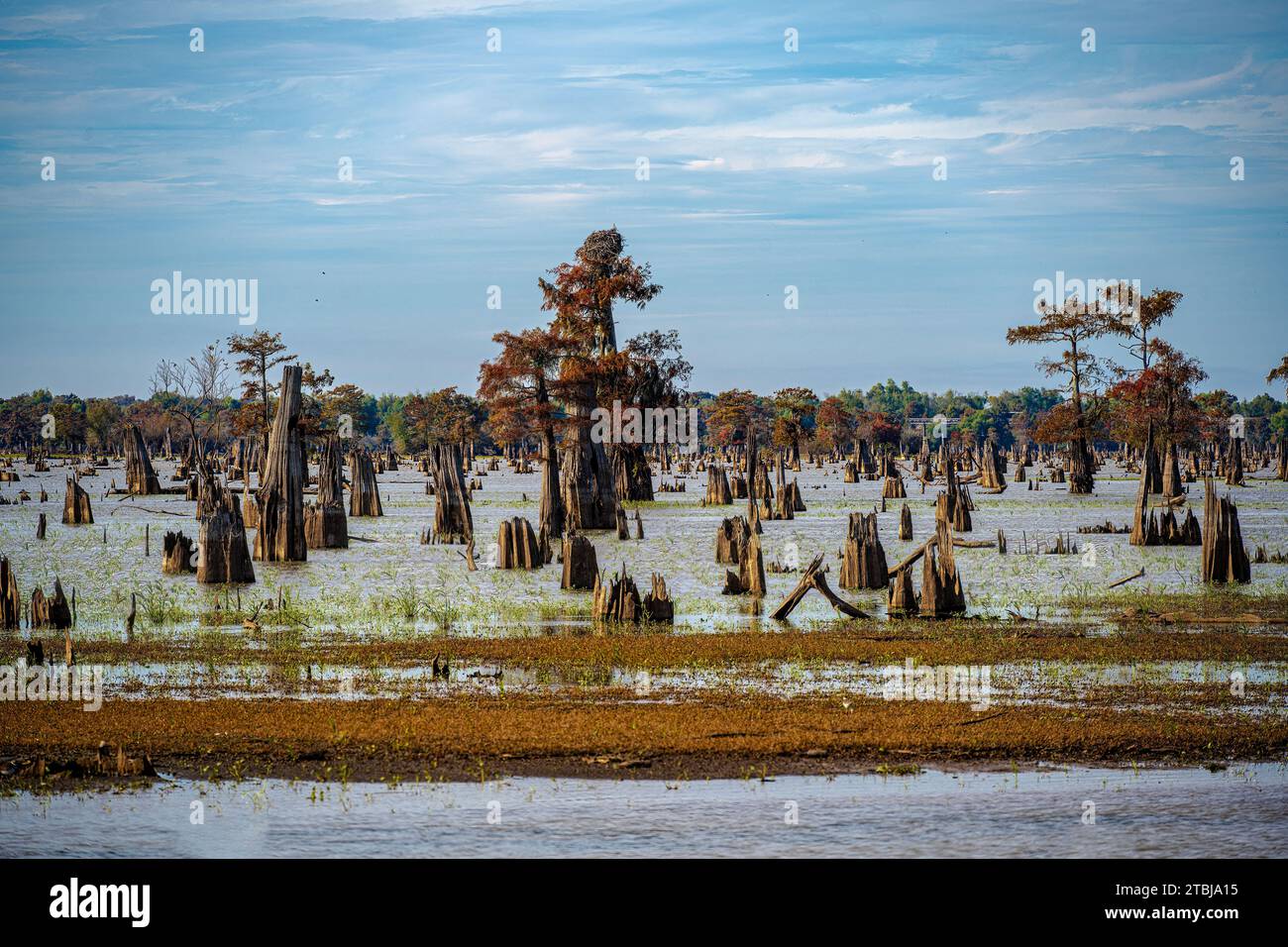 A telephoto shot of the Atchafalaya, swamp and its hardwood tree stumps ...