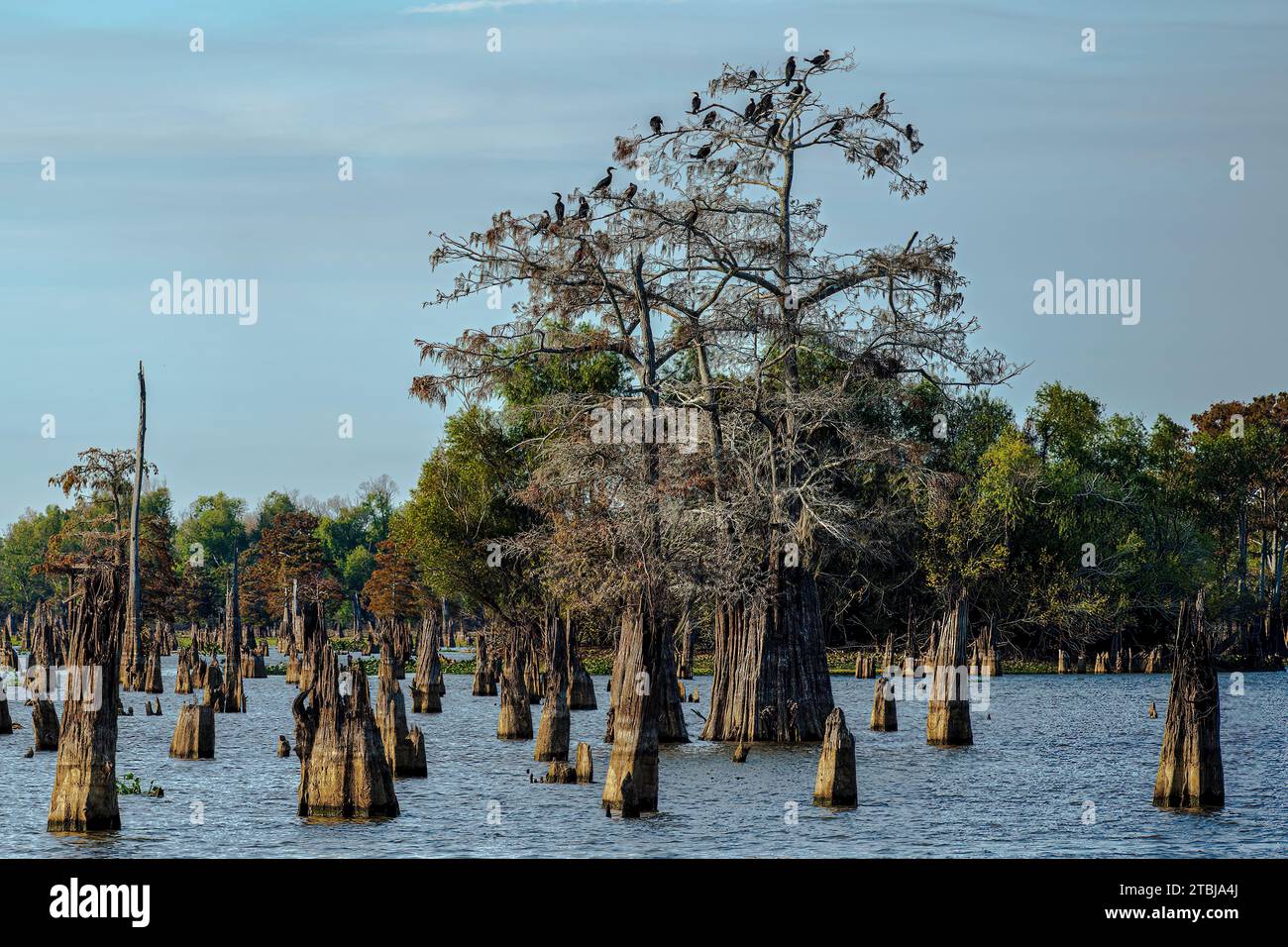 A photo of a flock of birds perched on branches of a tree overlooking ...