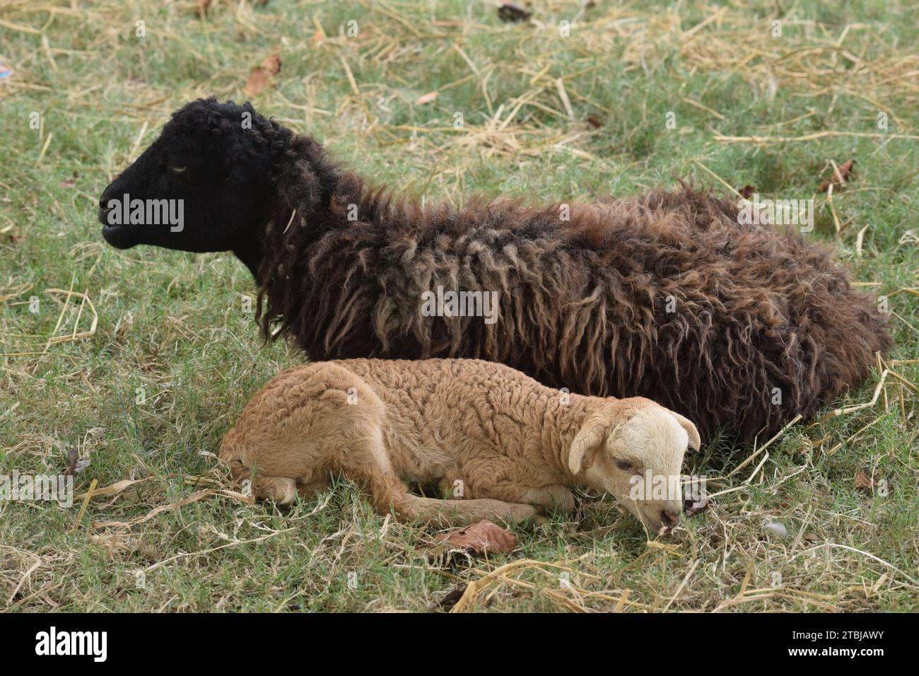 Mother and kids Relations Stock Photo - Alamy