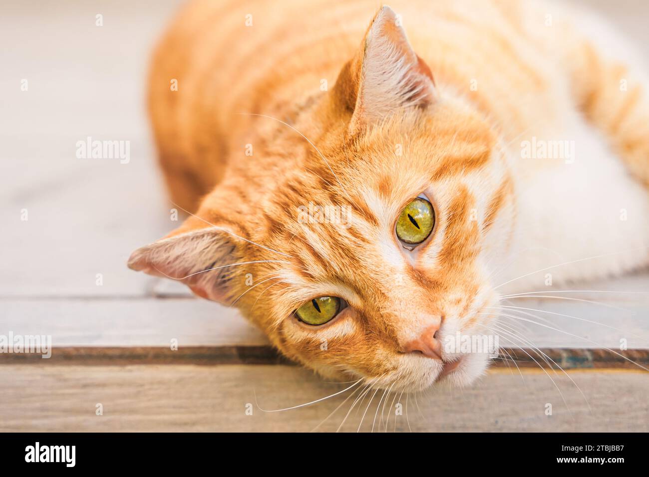 Big red tabby homeless surviving cat. Beautiful animal seek shelter ...