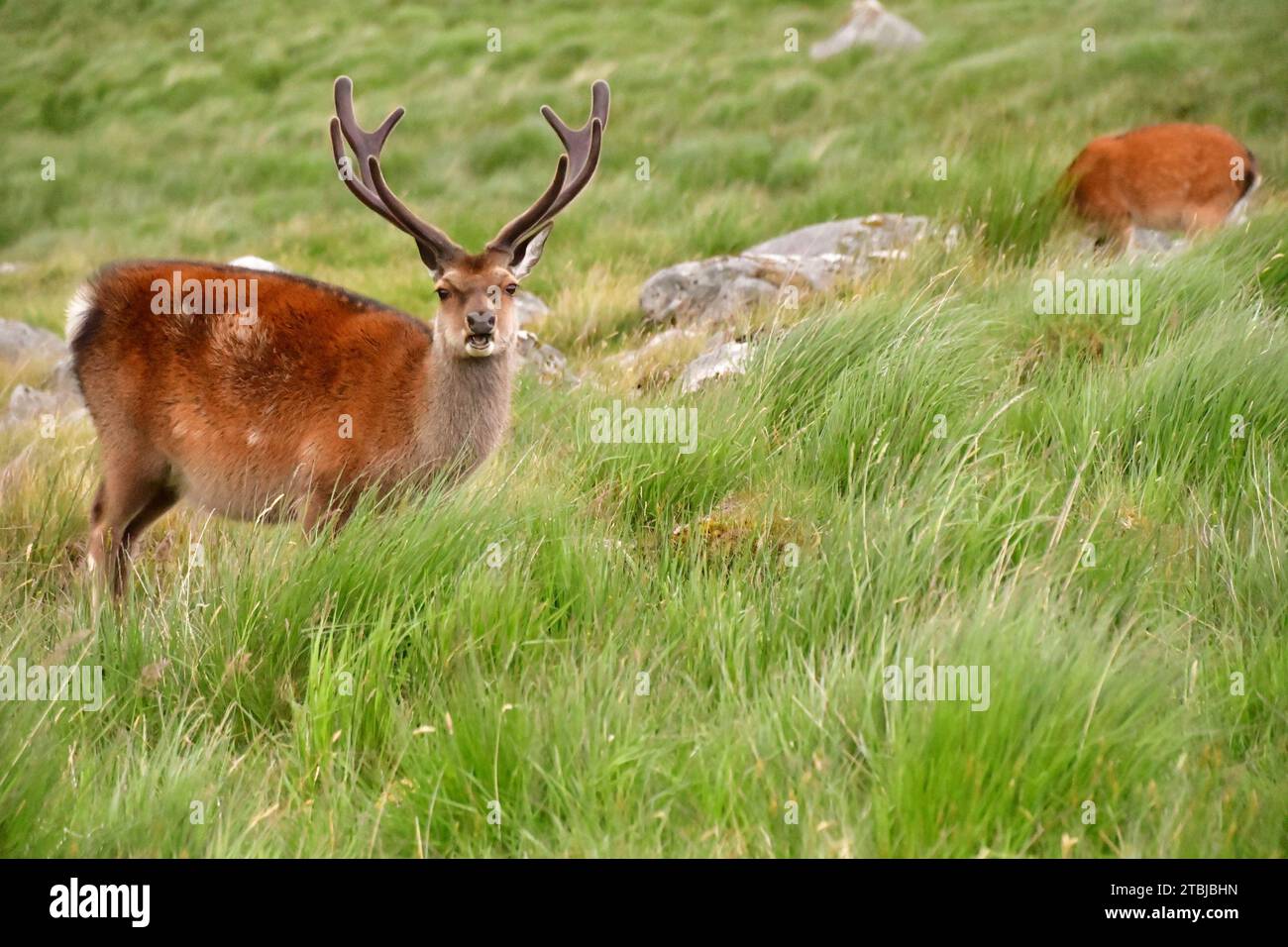 Sika deer in Glendalough National Park Stock Photo - Alamy