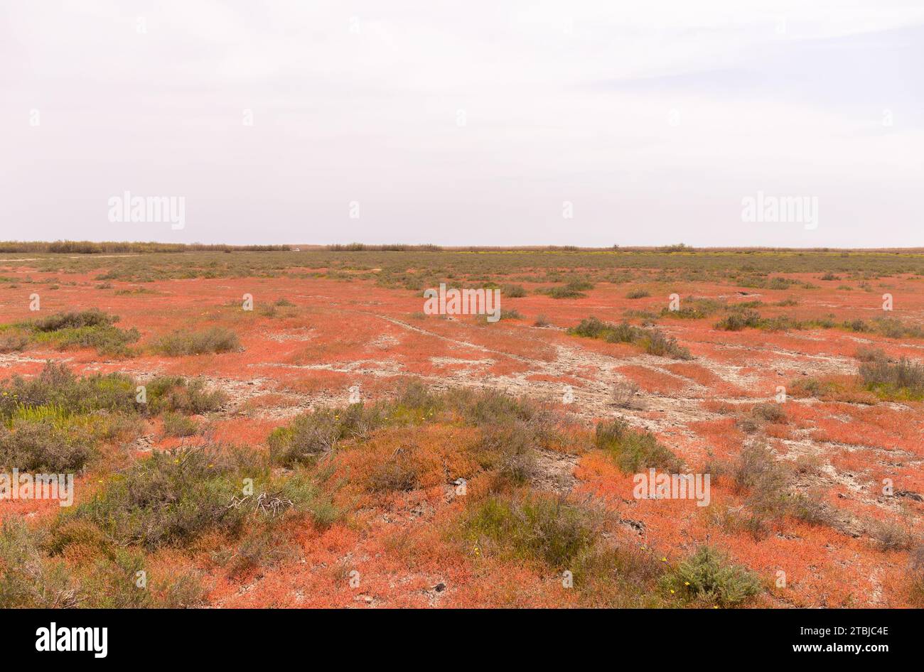 Red grass hi-res stock photography and images - Alamy