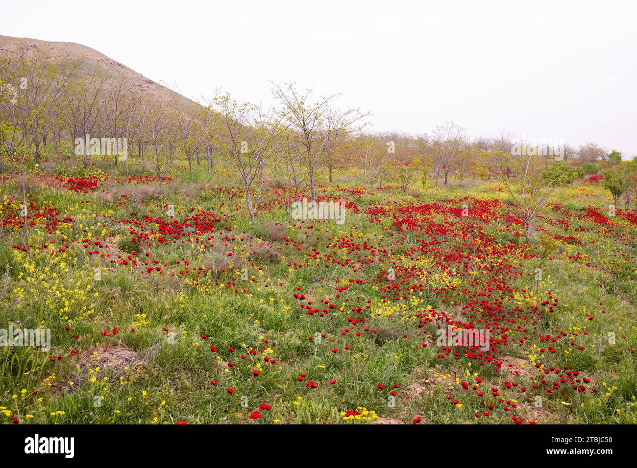 Beautiful poppy field in spring. Azerbaijan Stock Photo - Alamy