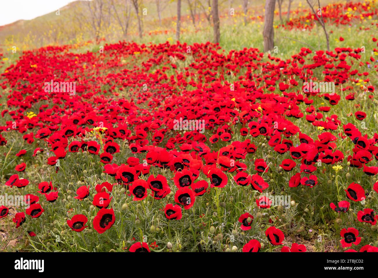 Beautiful poppy field in spring. Azerbaijan Stock Photo - Alamy