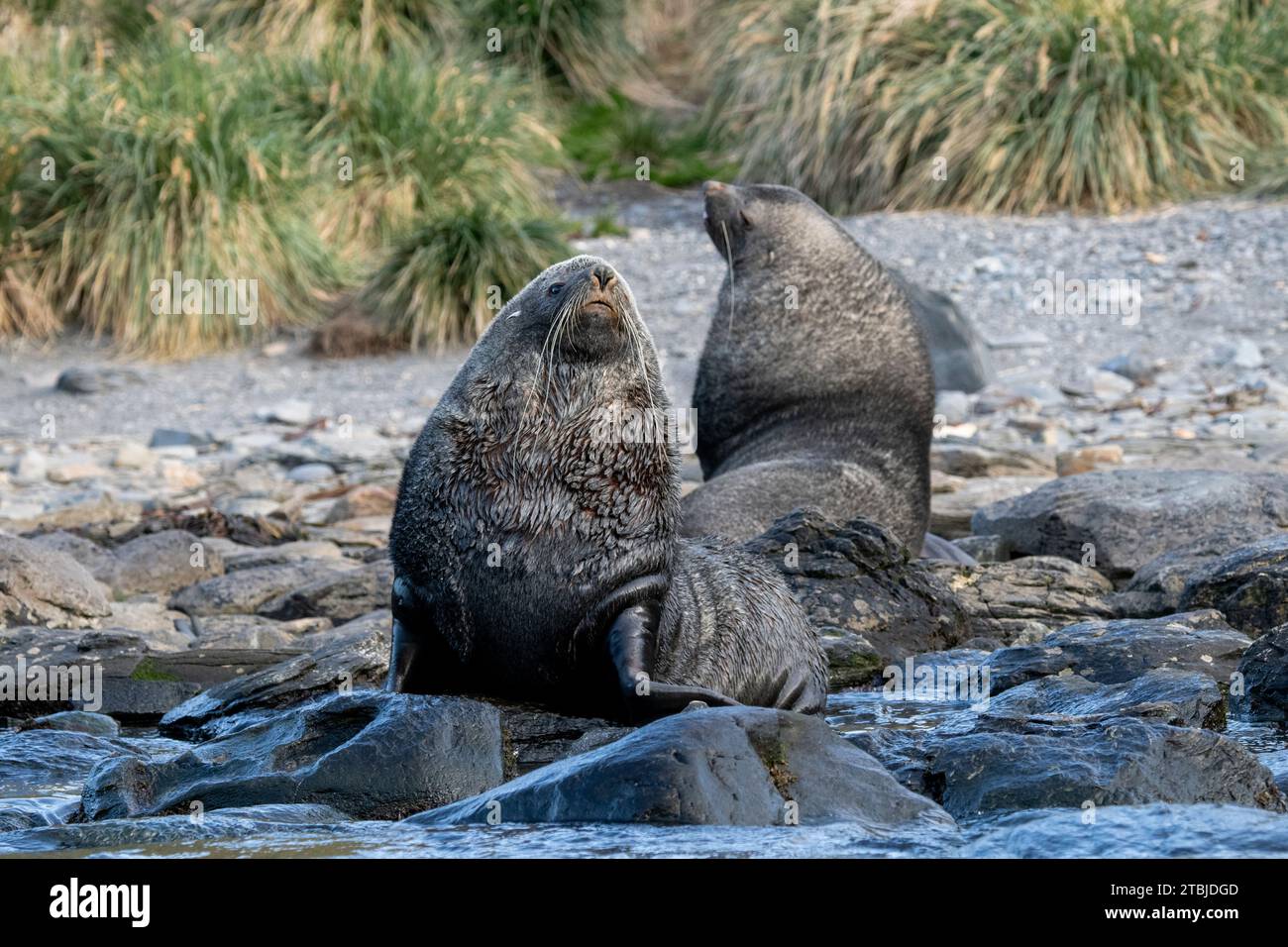 United Kingdom (BOT) South Georgia Island, Ocean Harbor. Male fur seals ...