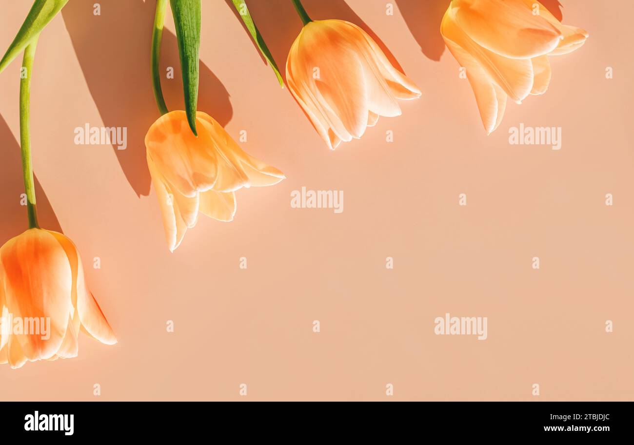 Fresh tulips on pastel peach color of the 2024 background in natural ...