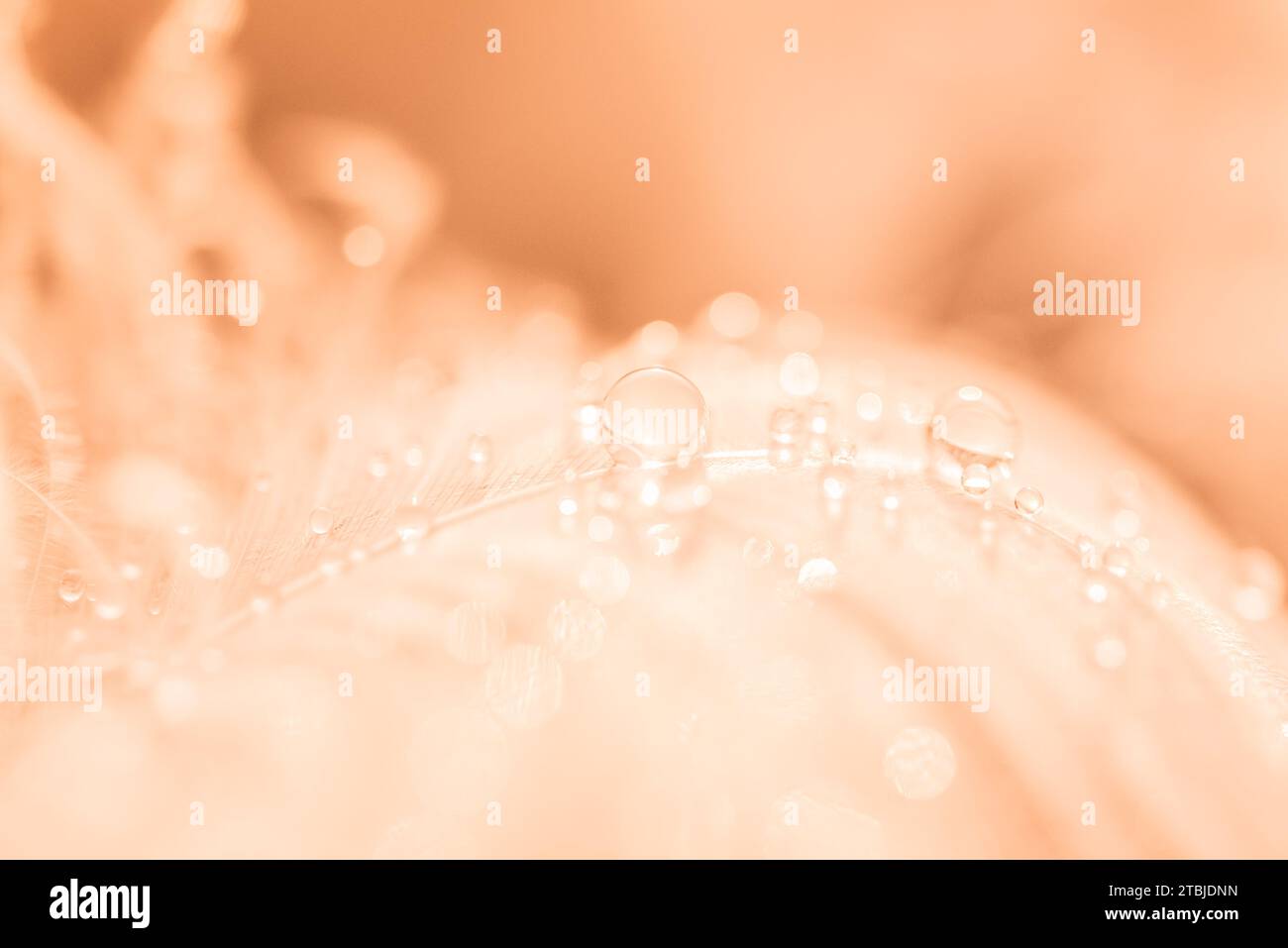 Color of the Year 2024 Peach Fuzz. Transparent water droplets on ...