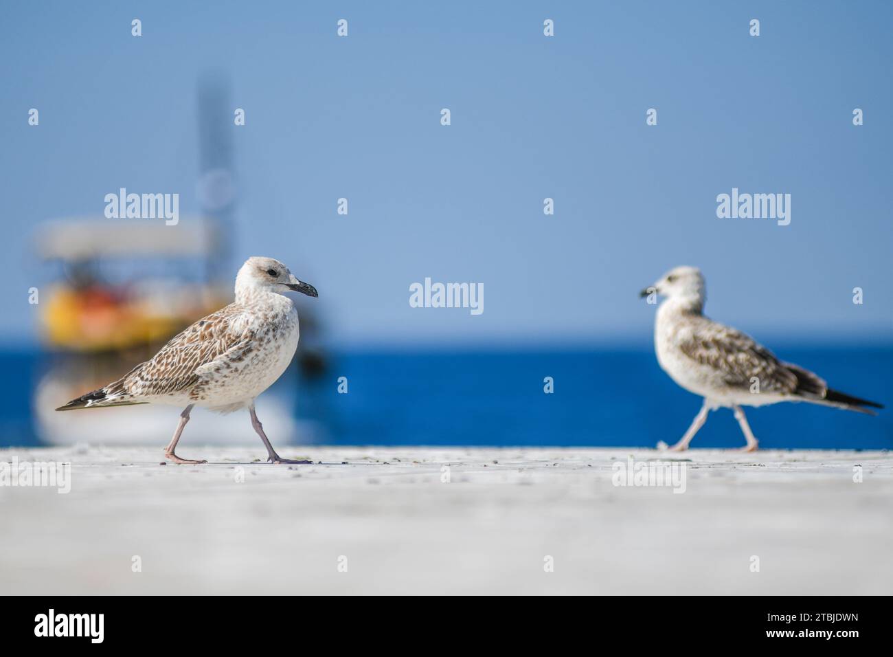 The seagulls eyes hi-res stock photography and images - Alamy