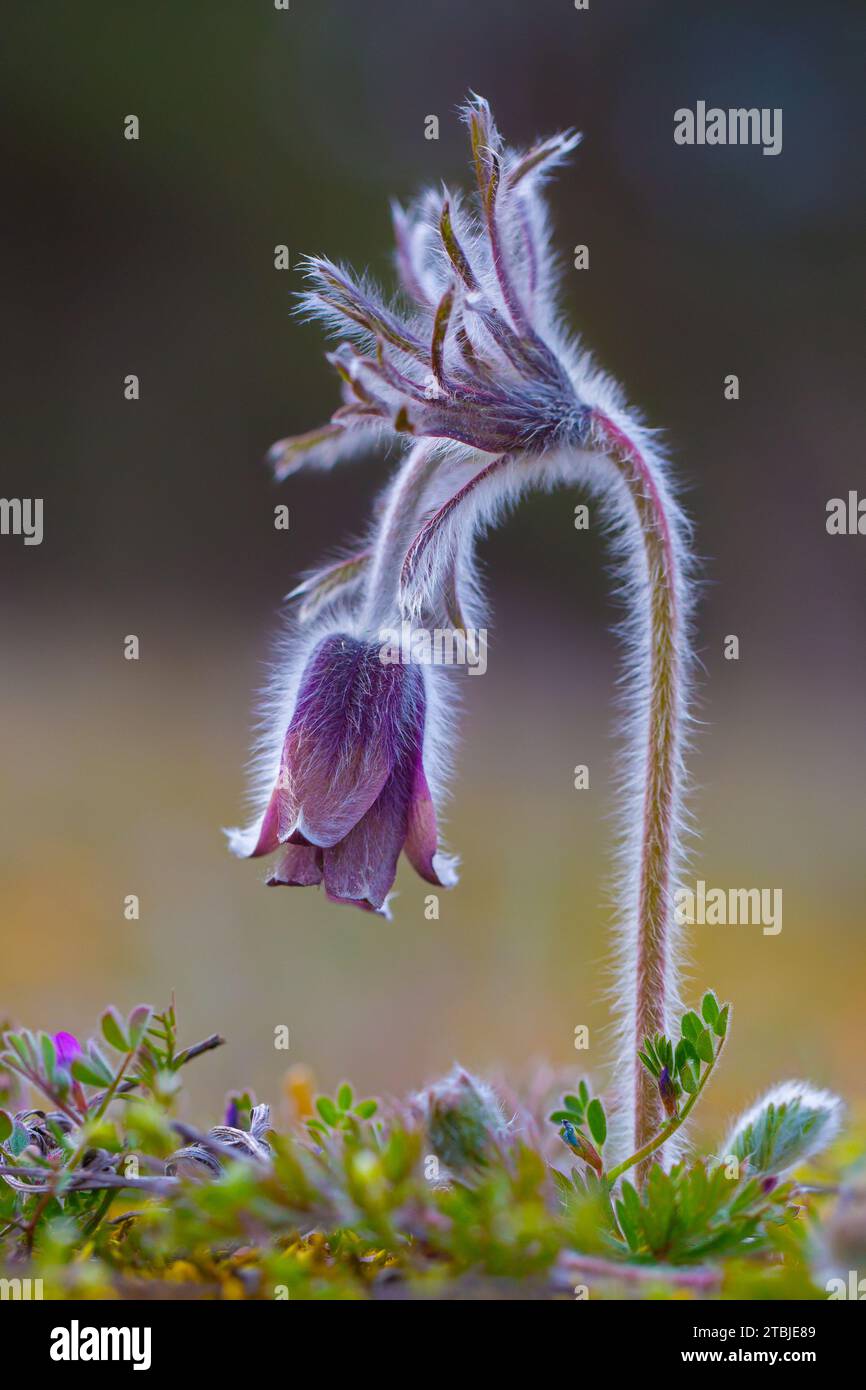 Small pasque flower (Pulsatilla pratensis / Anemone pratensis ...