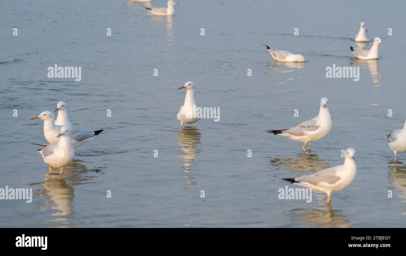 Oman bird watching hi-res stock photography and images - Alamy