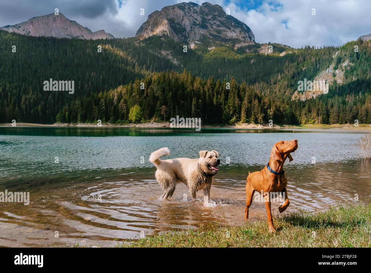 Two Happy Dogs Playing in Mountain Lake Stock Photo - Alamy