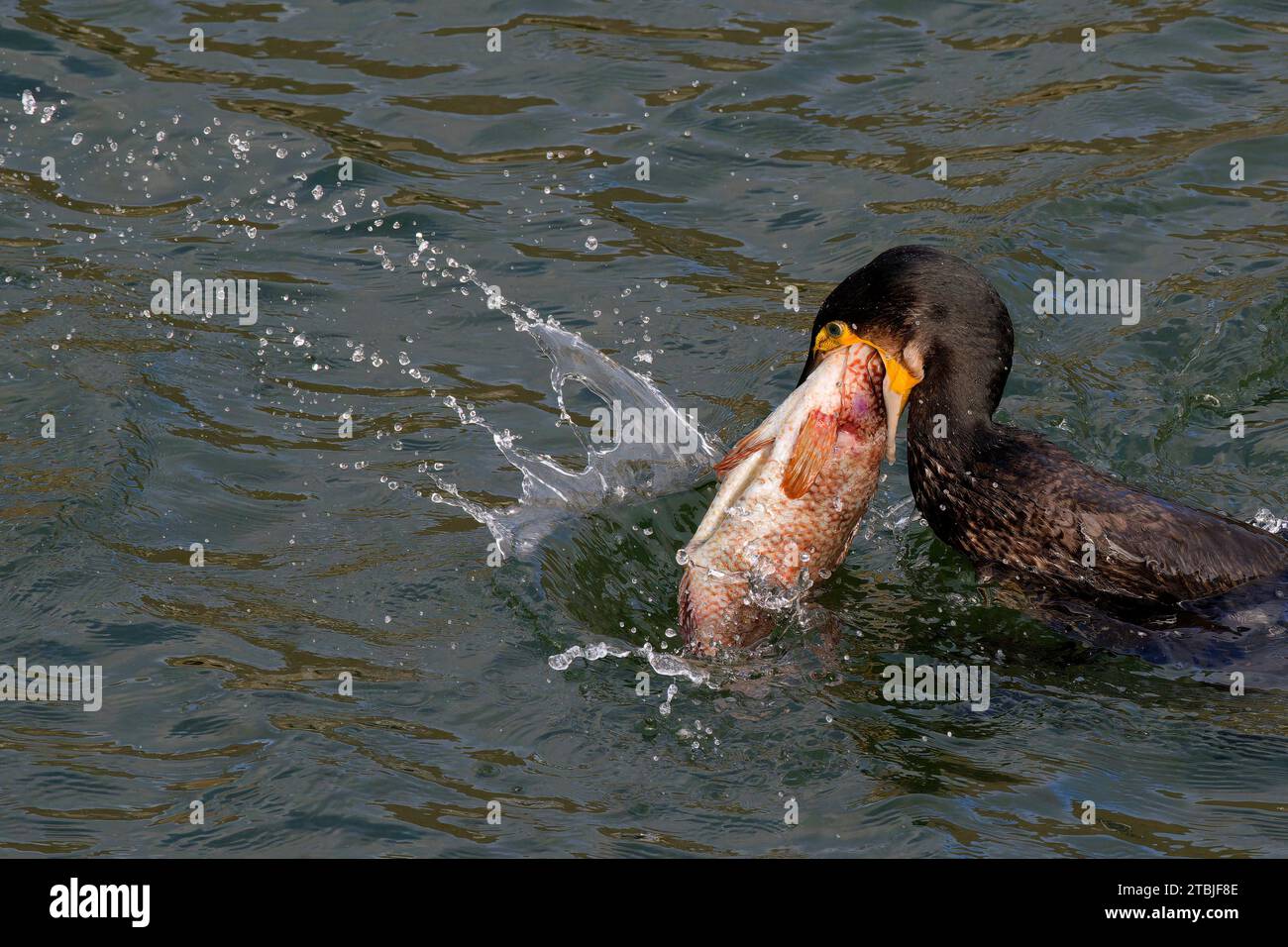 Keroman hi-res stock photography and images - Alamy